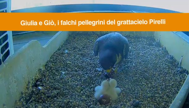 Giulia e Giò: i falchi pellegrini del grattacielo Pirelli
